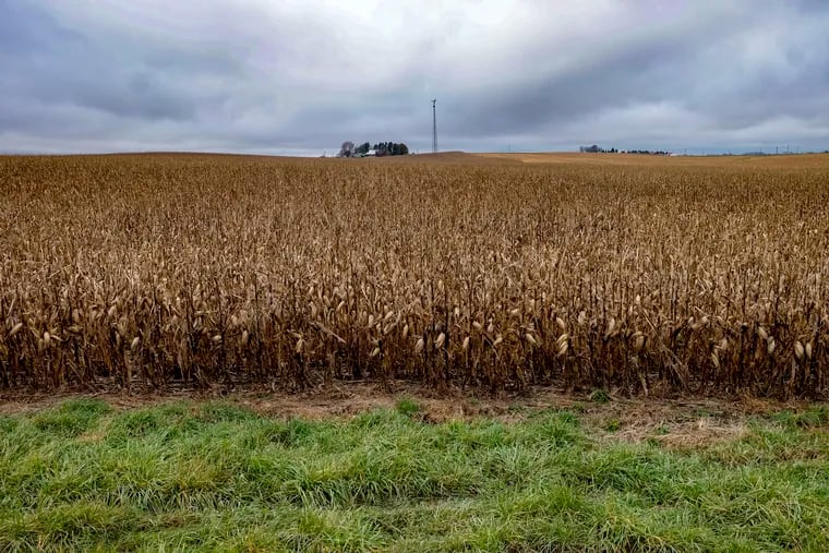 New Jersey cornstalk sets Guinness World Record with 29 cobs