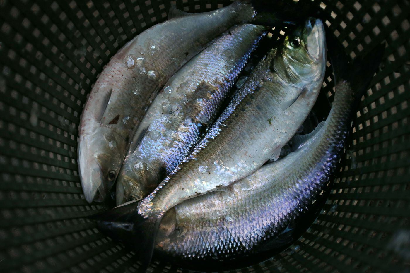 Shad, trout, invasives: What three kinds of Delaware River fish reveal ...