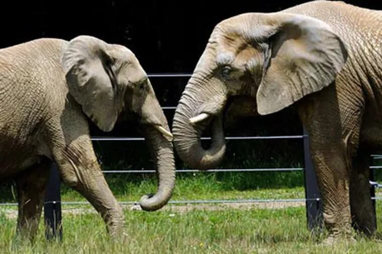 Ex-Philly elephant being moved again