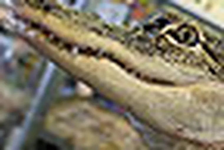 Alligator guards pot