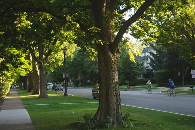 10 more trees on your street could make you feel 7 years younger, study ...