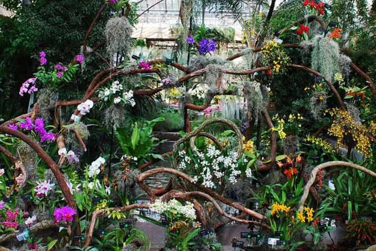 Only orchids at this show