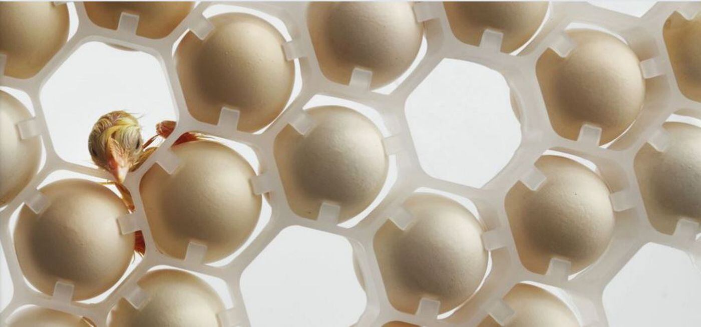 Counting heartier chicks at Bell & Evans' certified organic hatchery