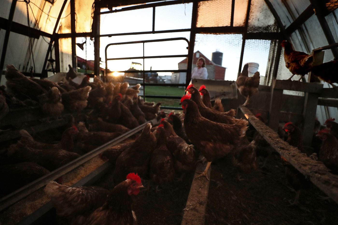 Why Pa. could see more chicken farming due to climate change