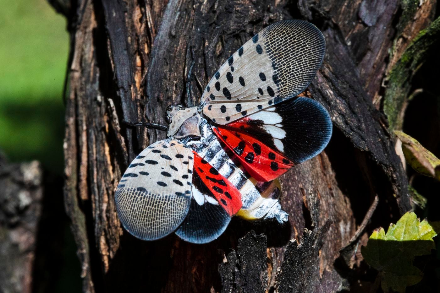 Spotted lanternfly: Killing the invasive species is your new pandemic ...