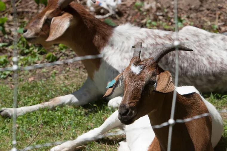 Haverford College puts goats to work on grounds