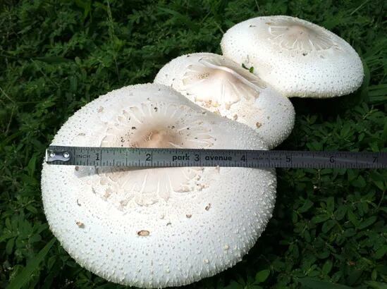 What's with all the mushrooms?