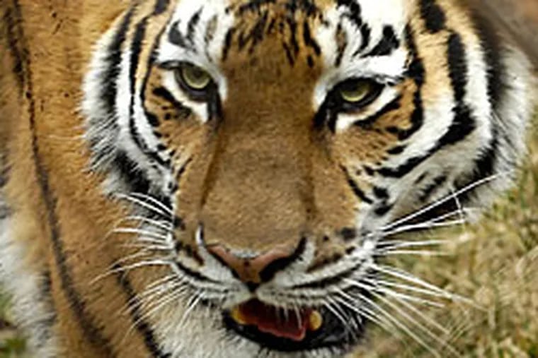 Close Up Female Tiger Cub