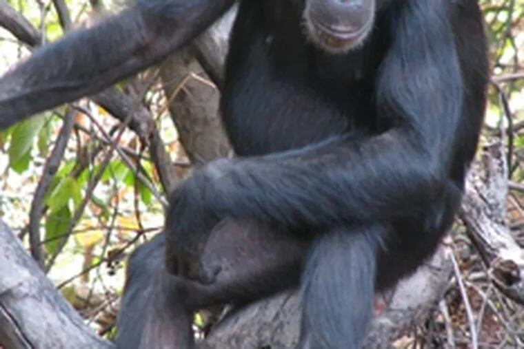 Scientists watch as chimps make tools and go hunting