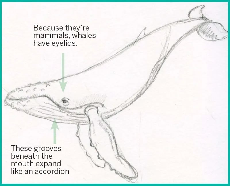 How To Draw A Humpback Whale