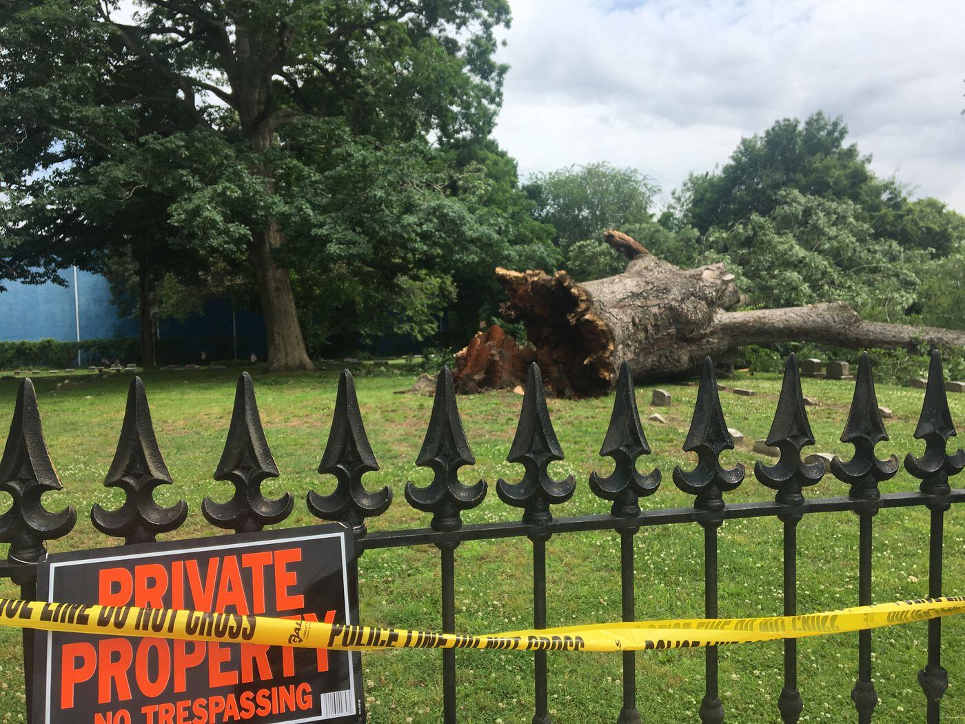 New Jersey to share seedlings of toppled Salem Oak tree with every ...