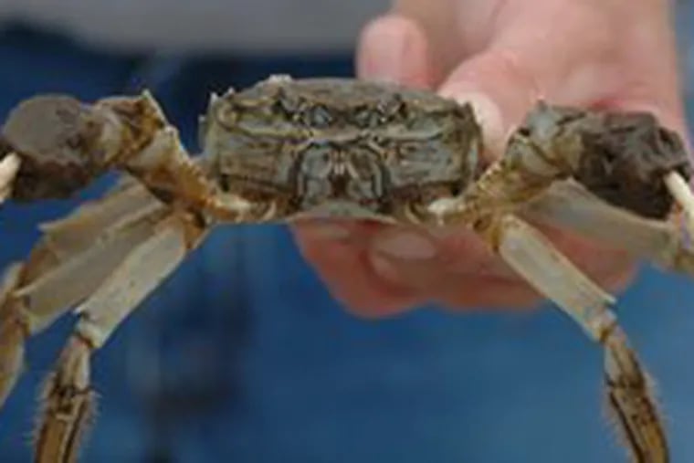 Have you seen this crab?