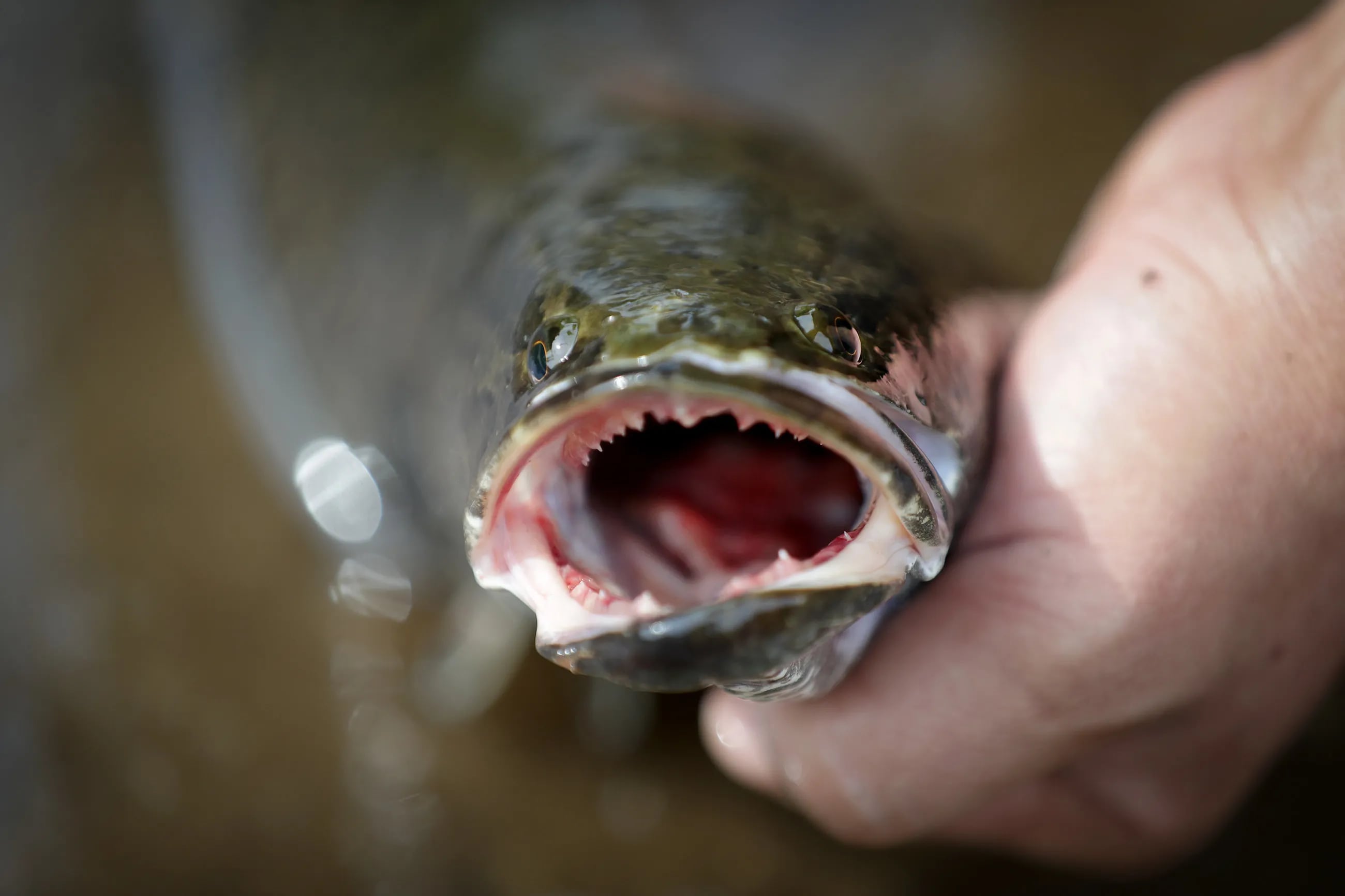 Shad Fish Teeth