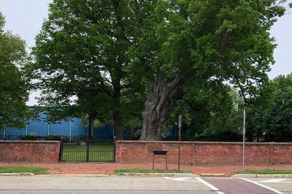 Salem mourns centuries-old oak tree, will hold weekend memorial service