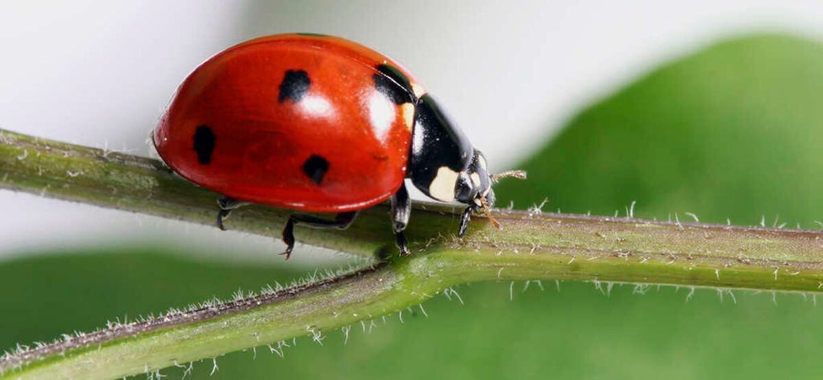 Massive ladybug swarm over California shows up on radar