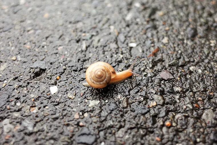 Weed and snail venom may replace addictive opioid painkillers