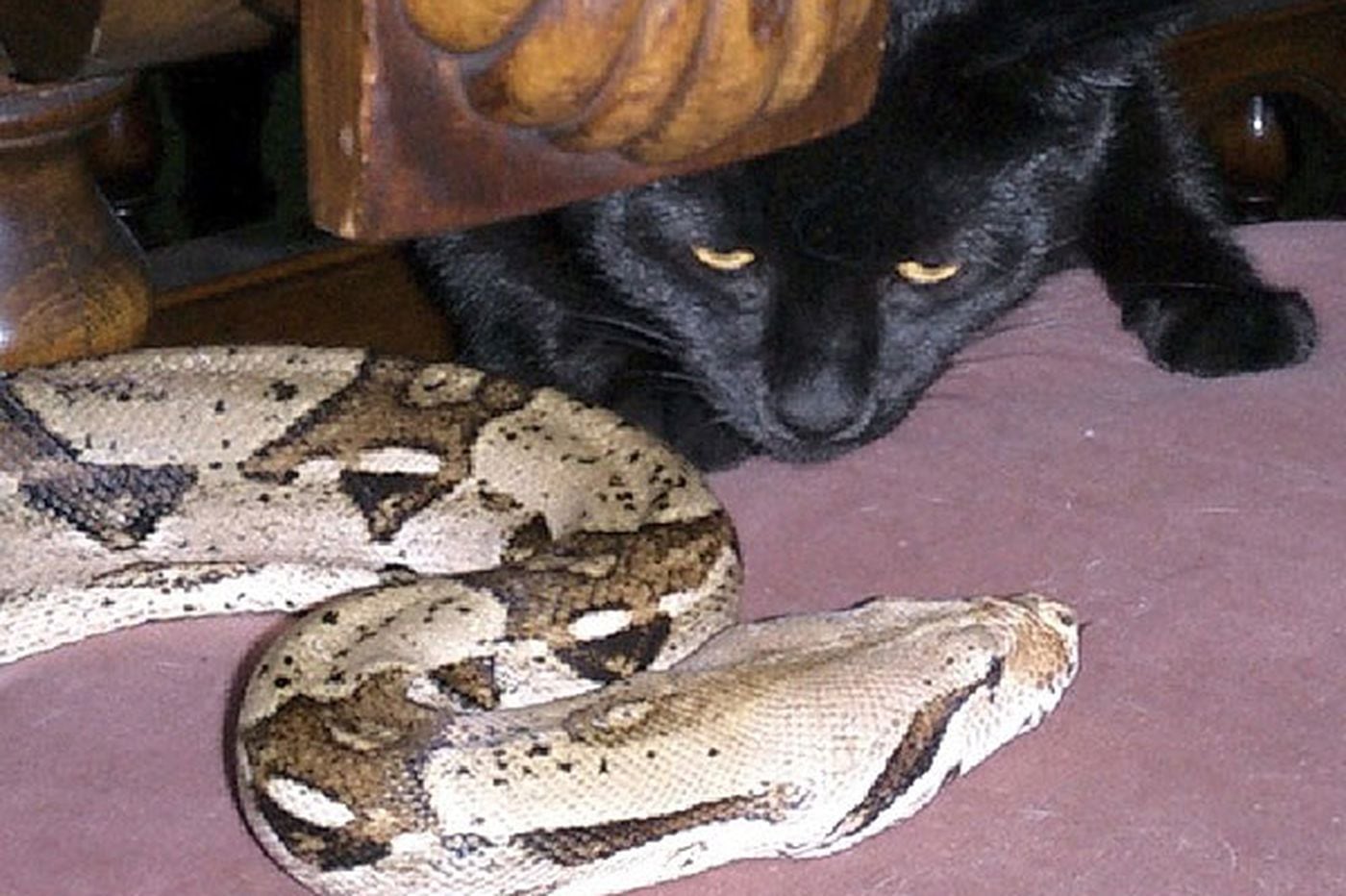 Pet boa constrictor remains on the loose