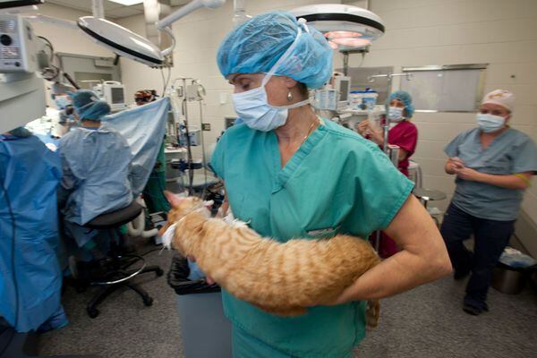 Saving pets through dialysis