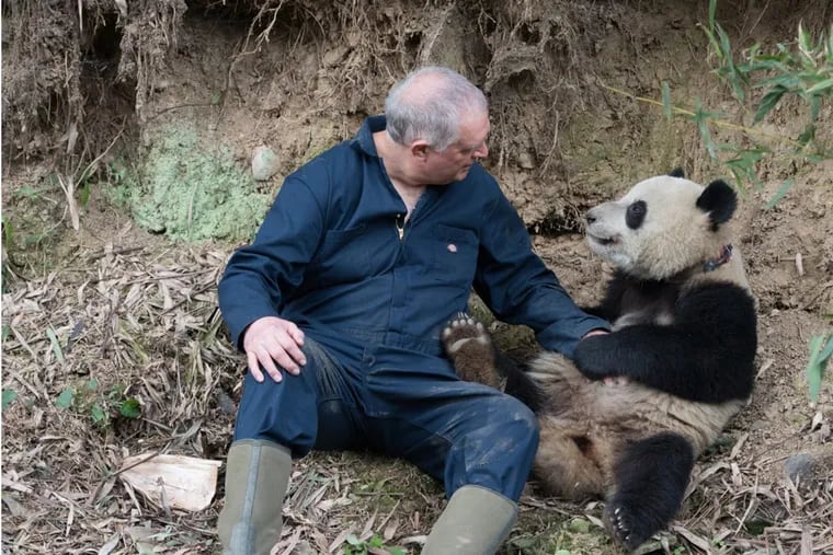 In 'Pandas' film, Drexel team helps release artificially bred bears ...