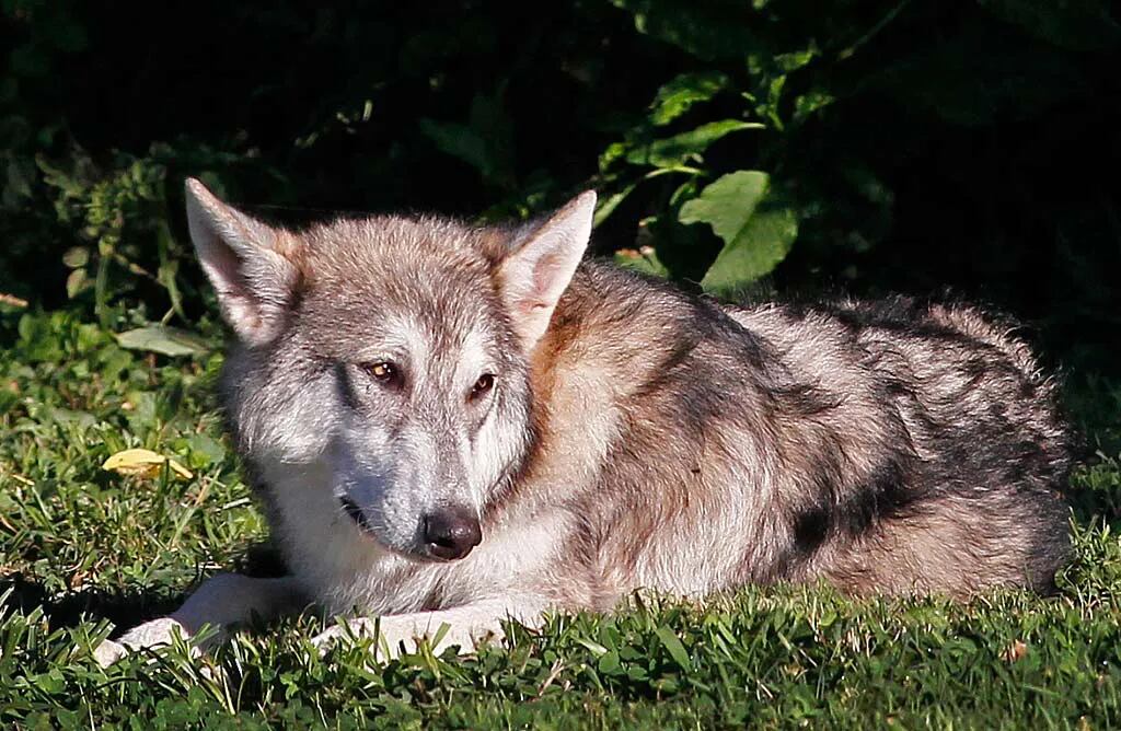 Real Leopon Wolf Dog