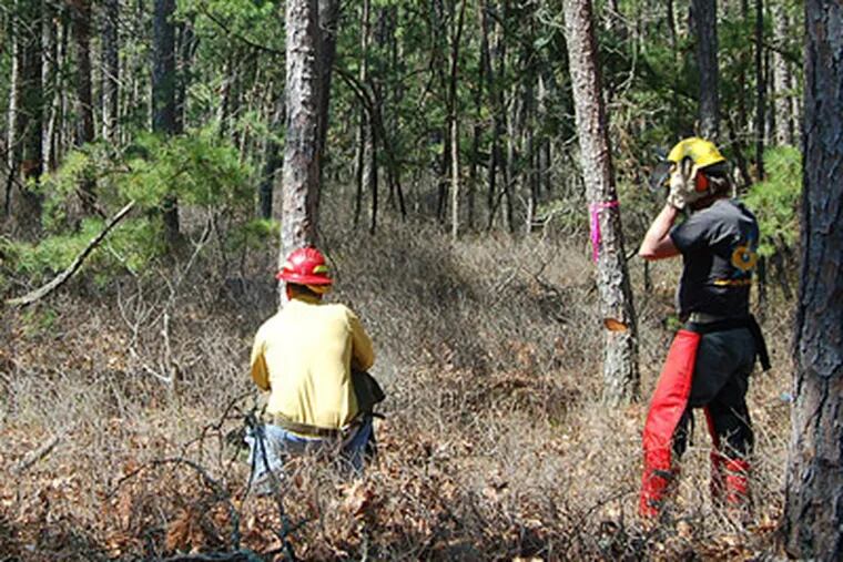 Wharton State Forest trees felled to battle Southern pine beetle