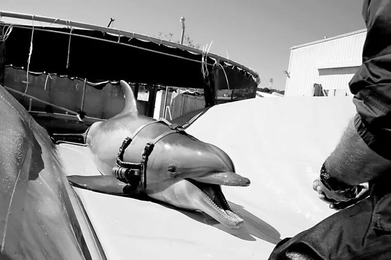 Dolphins, sea lions train for Navy deployment to overseas trouble spots