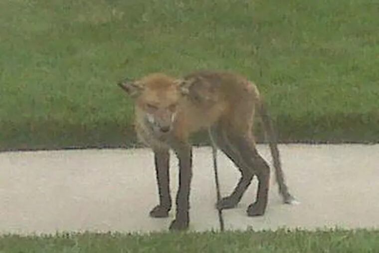 Sick fox spooks Mt. Laurel residents