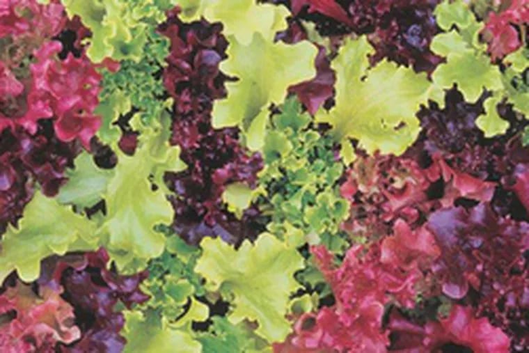 Sow lettuce seeds soon - and resow
