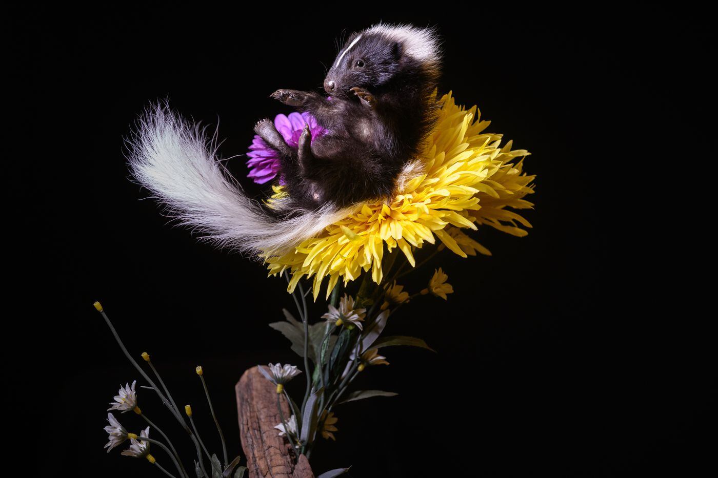 Master of mammals: Pennsylvania taxidermist racking up ribbons