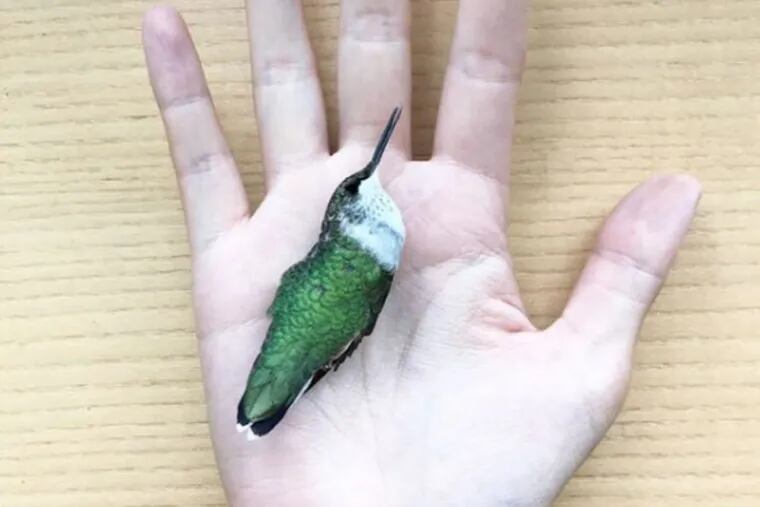 Find a dead bird? The Academy of Natural Sciences would like to have it