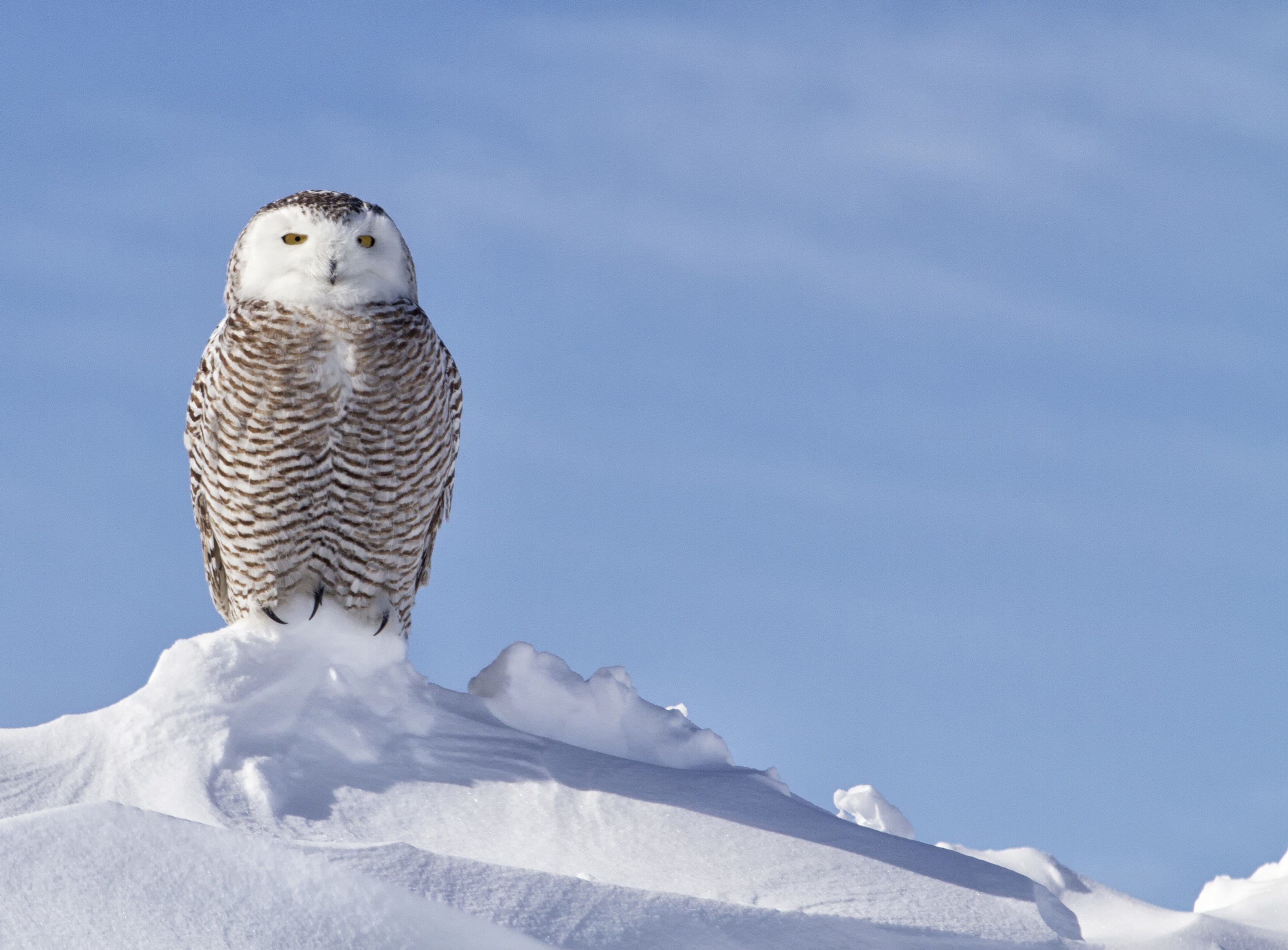 Arctic Snowy Owl
