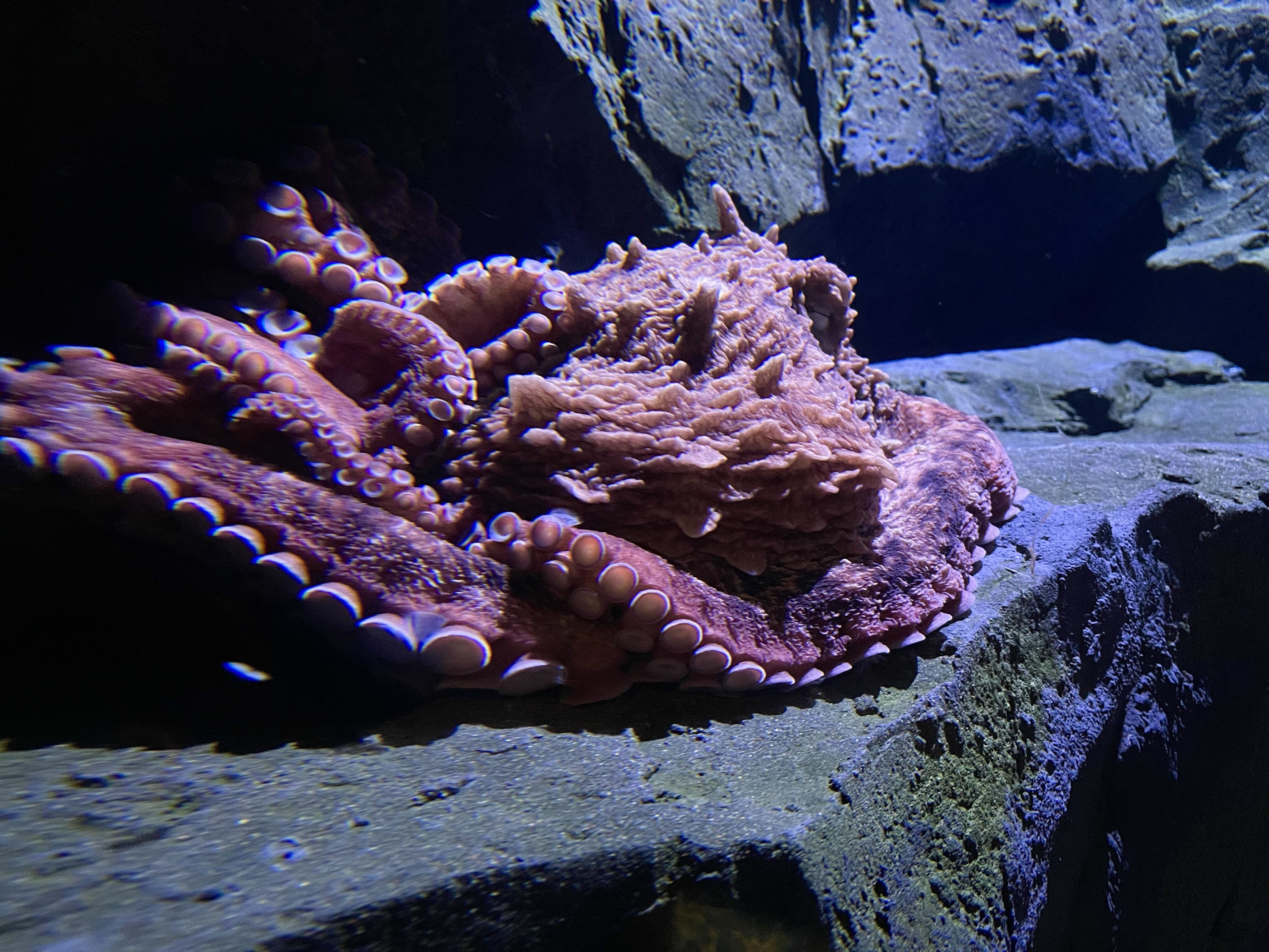 Octopus Tank