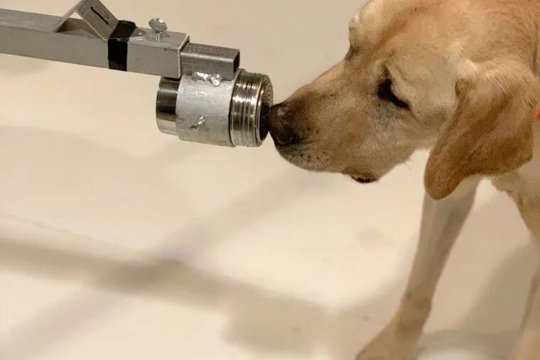 Scent-detection dogs at Penn could help sniff out a breakthrough in ...