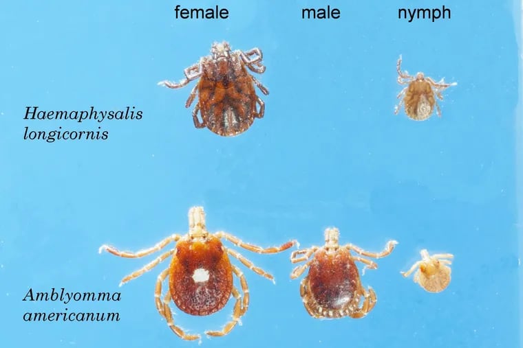 New Jersey’s first ‘tick blitz’ census shows disease-carrying pest is ...