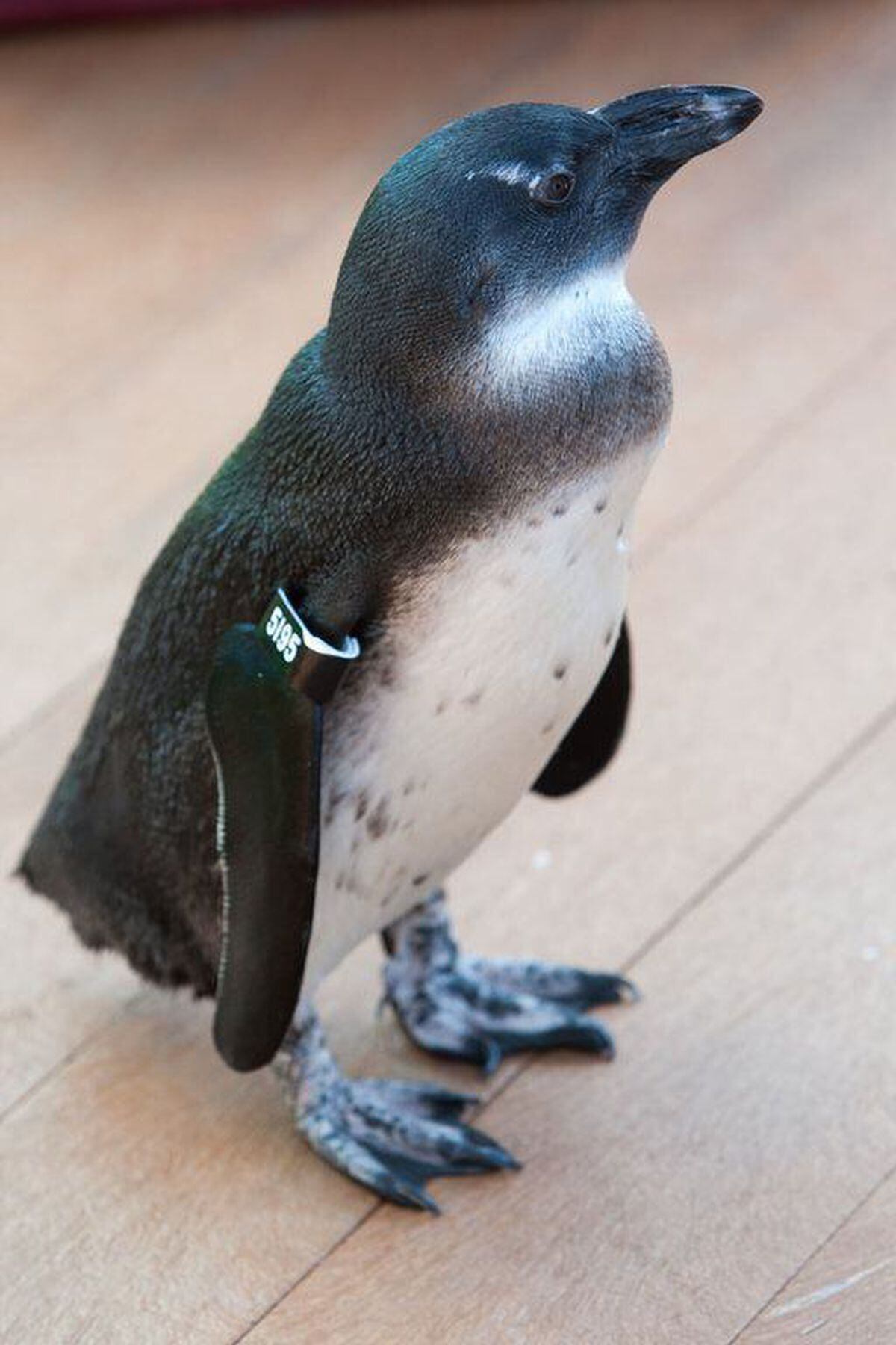 Pink is the color at a penguin reveal