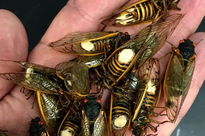 ‘Zombie’ cicadas, under the influence of a fungus, are mating until death
