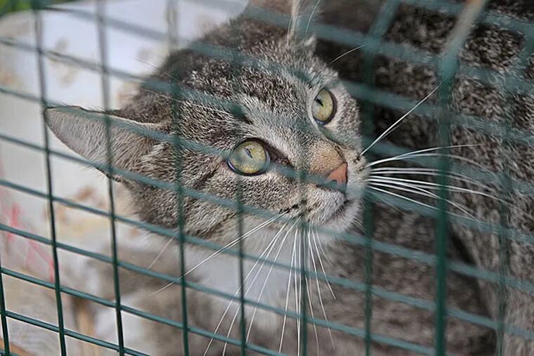 Parx takes steps to keep cats healthy and away from the racetrack