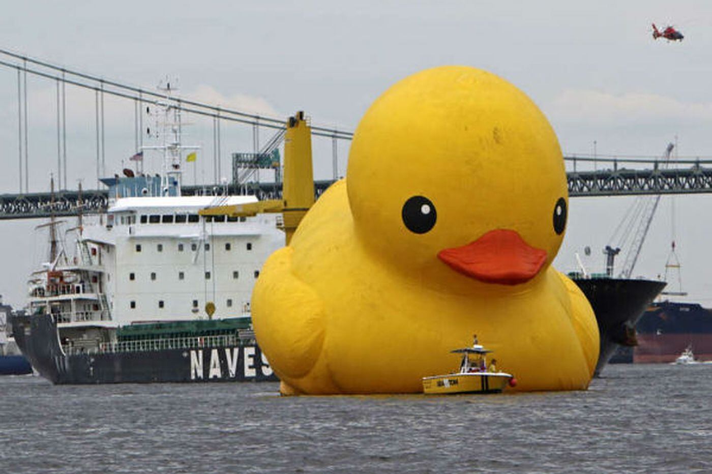 Mama Duck is temporarily a lame duck