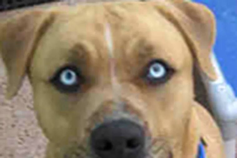 Ol' Blue Eyes is bark