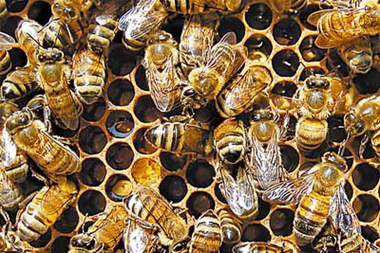 Helping to bring back the bees