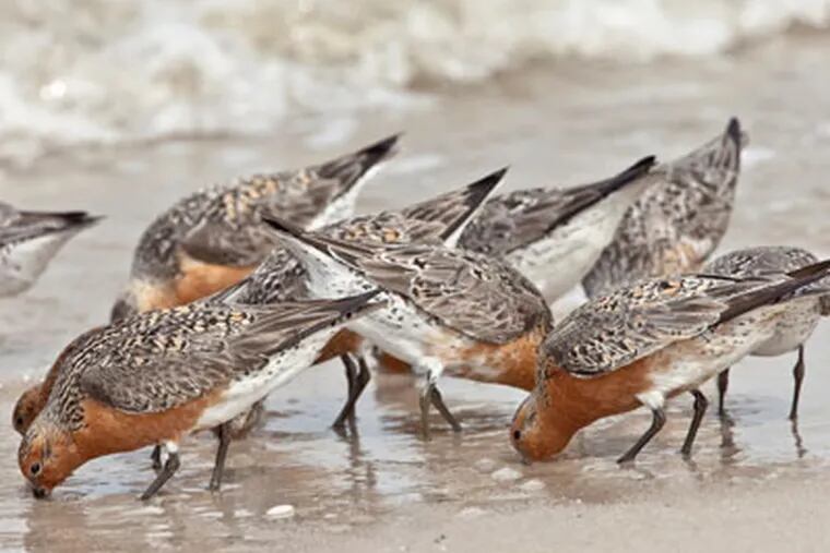 Can social media help save the red knots of Delaware Bay?