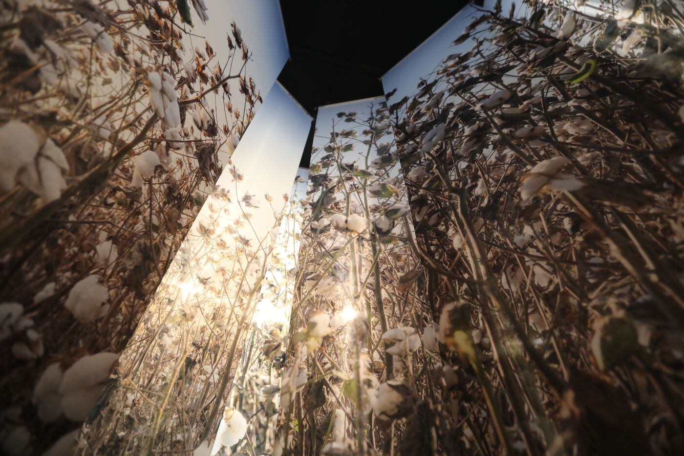 Artist John Dowell exposes cotton’s terrible beauty at the African ...