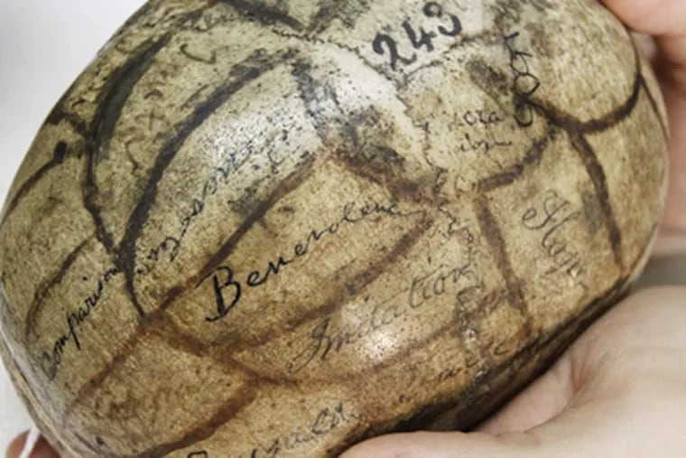 Controversial skull study gets a new spin