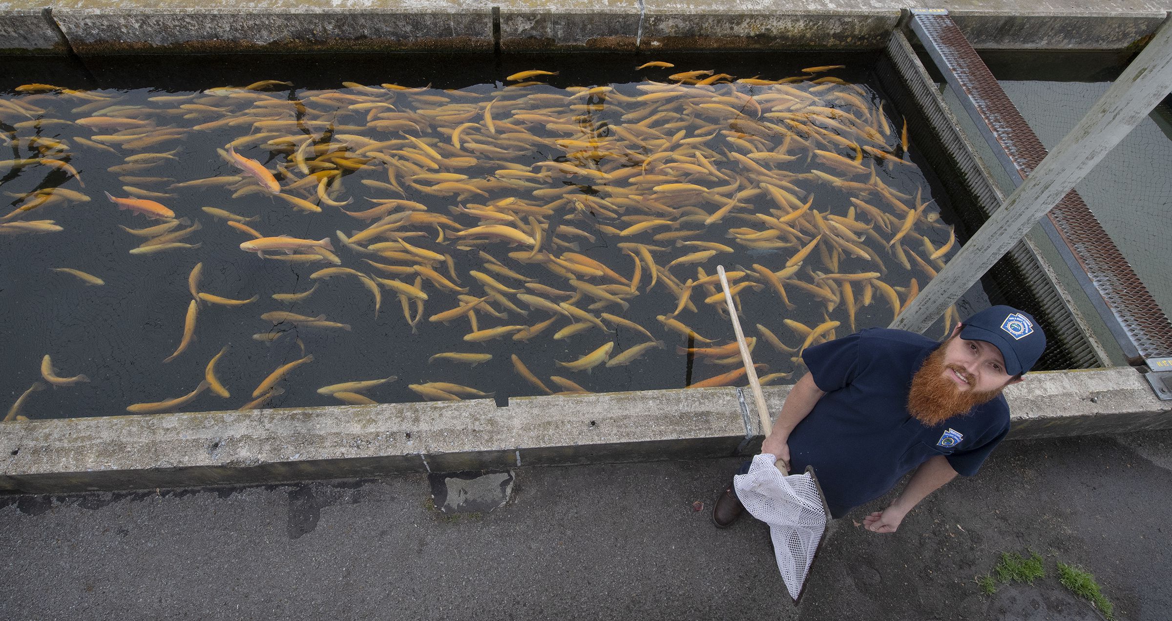 Giant Golden Trout