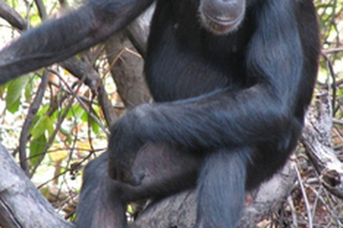 Scientists watch as chimps make tools and go hunting