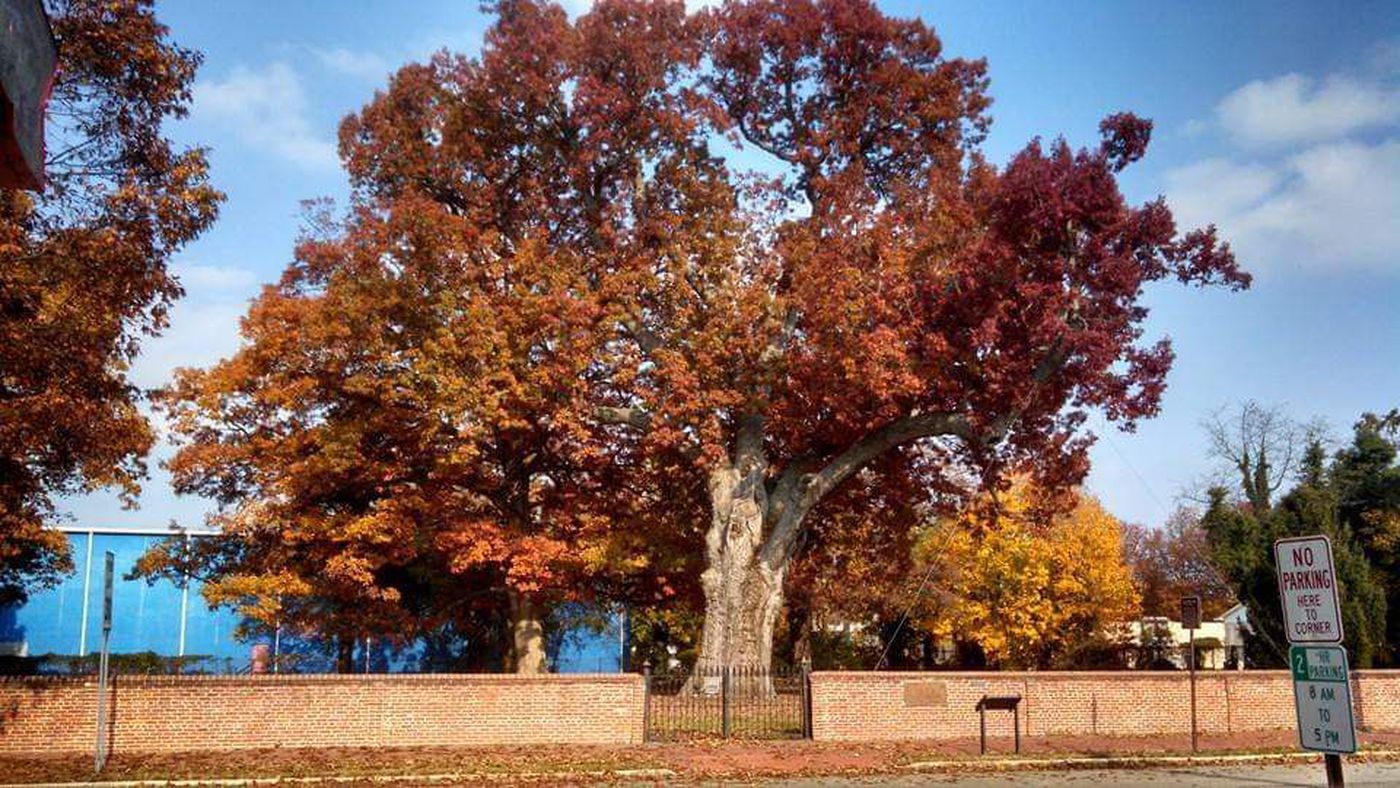 New Jersey to share seedlings of toppled Salem Oak tree with every ...