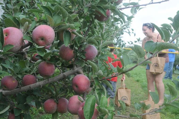 Pick your own in Philadelphia area: Your own personal harvest