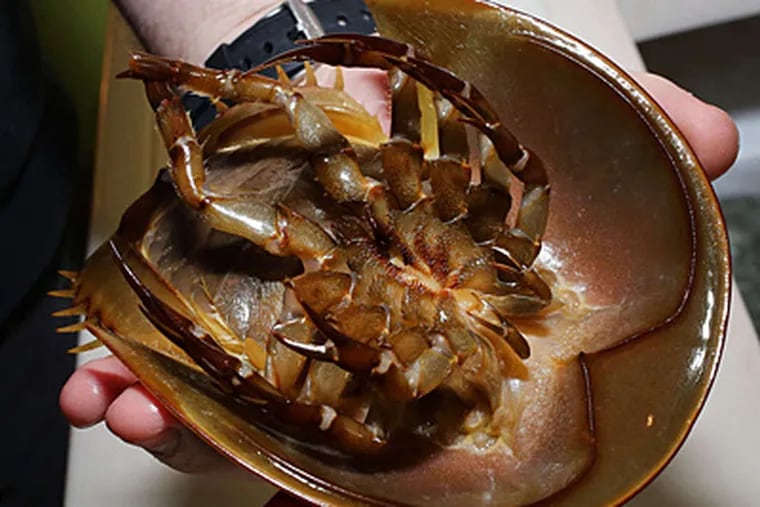 Horseshoe Crab Eating