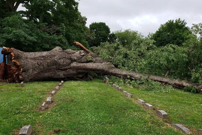 New Jersey to share seedlings of toppled Salem Oak tree with every ...