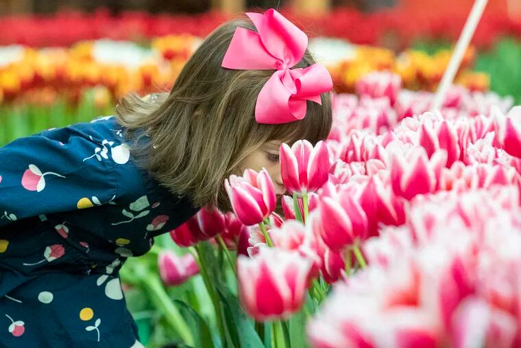 Sick of snow? Check out these tulips in Cherry Hill